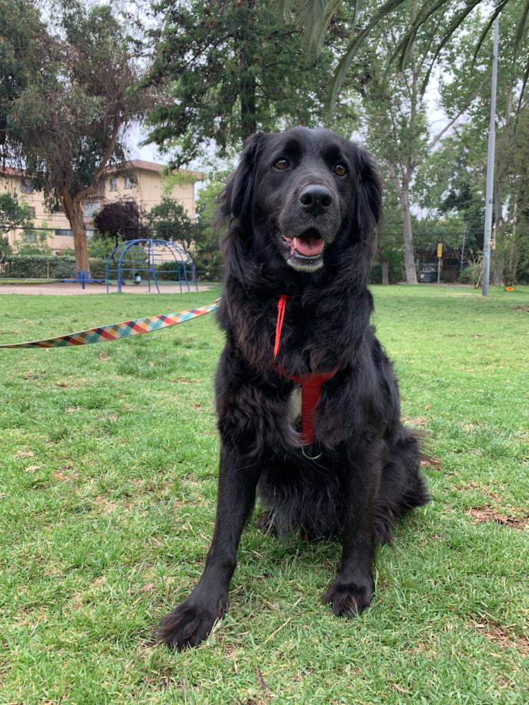 Dona 1 kilo Renal para Roy - Barrio Animal