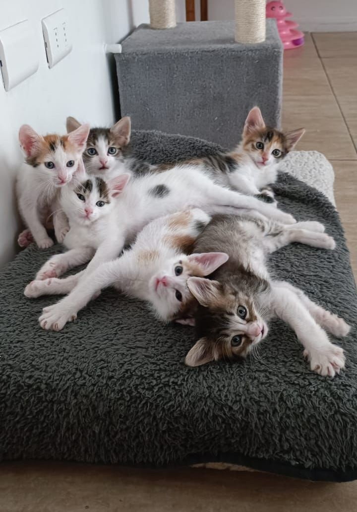 DONA 500 gr de N&D Kitten - Barrio Animal