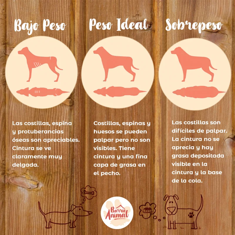 Cuánto Fluctúa El Peso De Un Perro